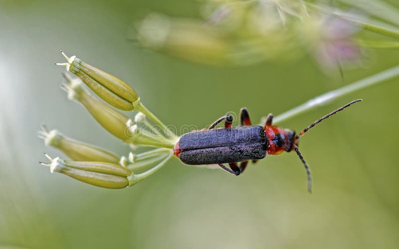 A Solider Beetle, (Cantharis Rustica), Exploring Cow Parsley Fruit ...