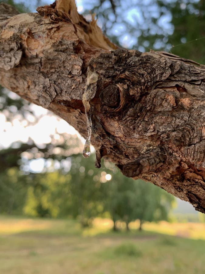 Solidified Drop of Tar. a Close Up of a Tree Stock Photo - Image of ...