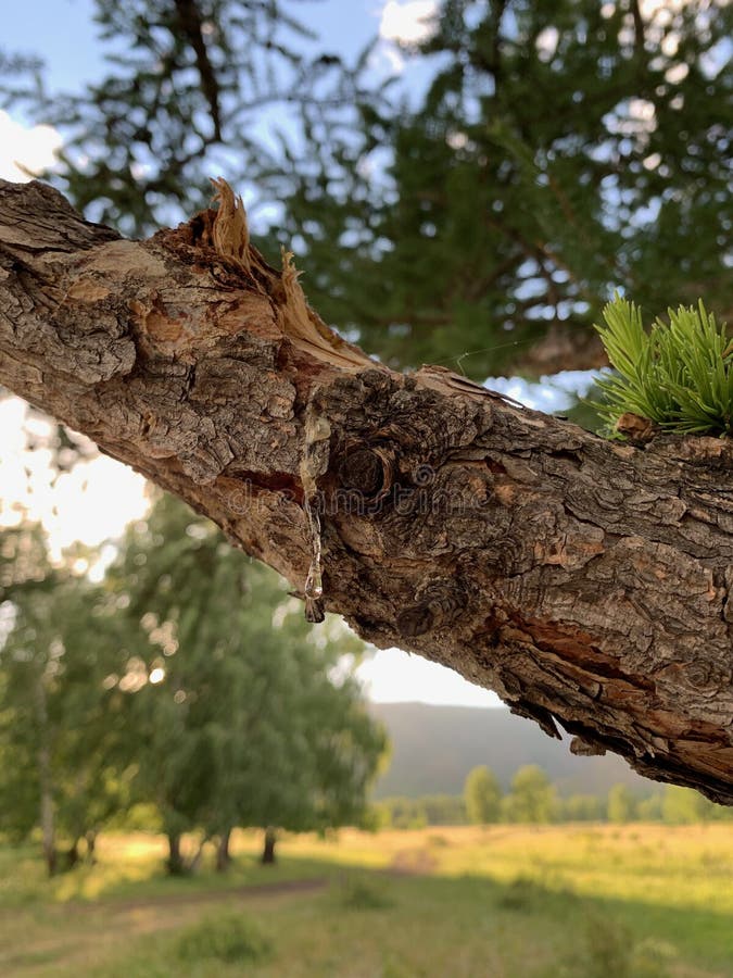 Solidified Drop of Tar. a Close Up of a Tree Stock Photo - Image of ...