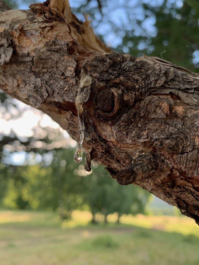 Solidified Drop of Tar. a Close Up of a Tree Stock Photo - Image of ...
