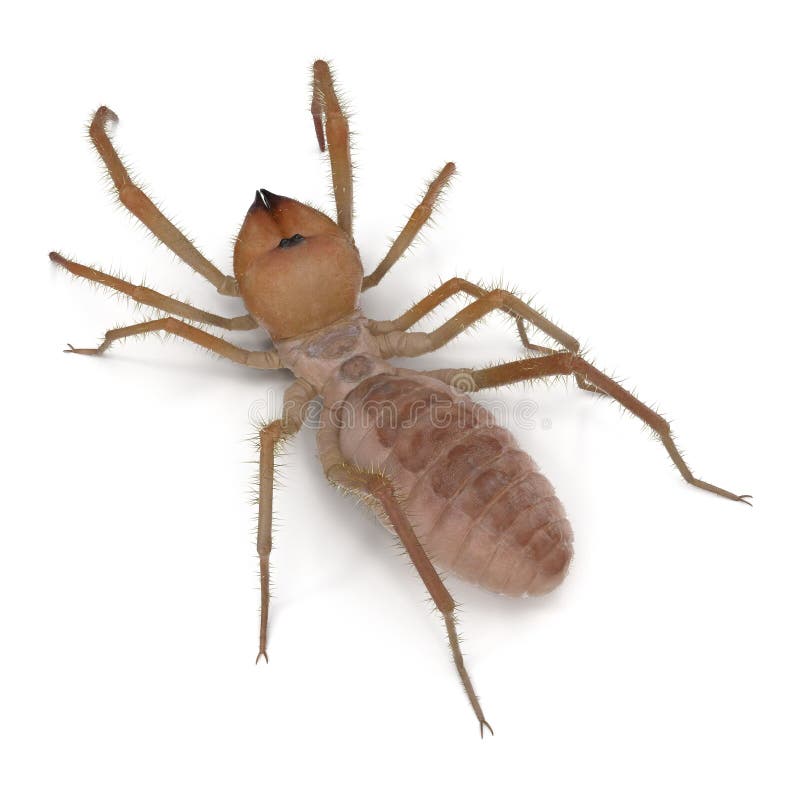 Camel Spider Stock Illustrations – 149 Camel Spider Stock Illustrations ...