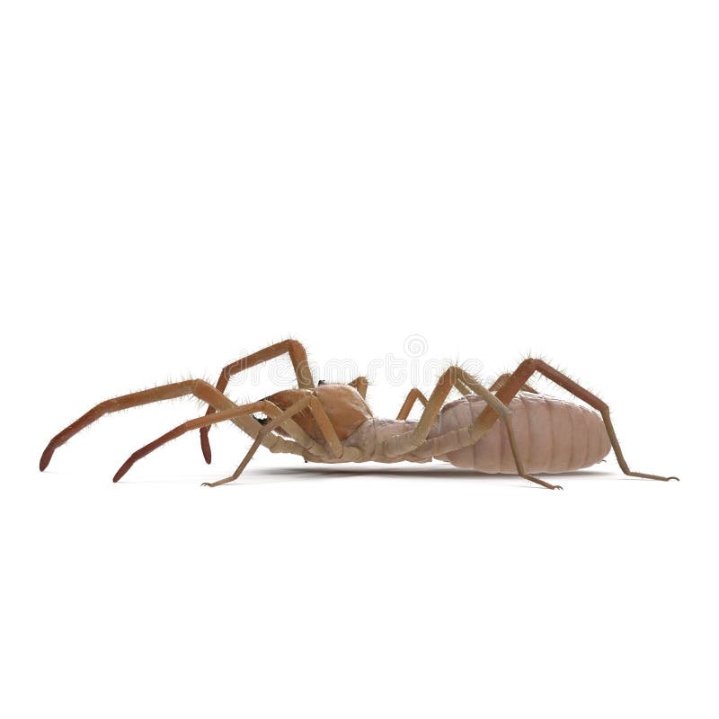 Solifugae or Camel Spider with Fur Isolated on White Background 3D ...