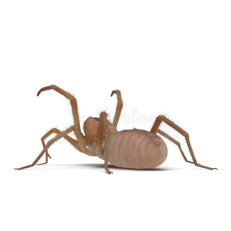 Solifugae or Camel Spider with Fur Isolated on White Background 3D ...