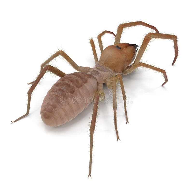 Spider Solifugae, Realistic Drawing Stock Illustration - Illustration ...