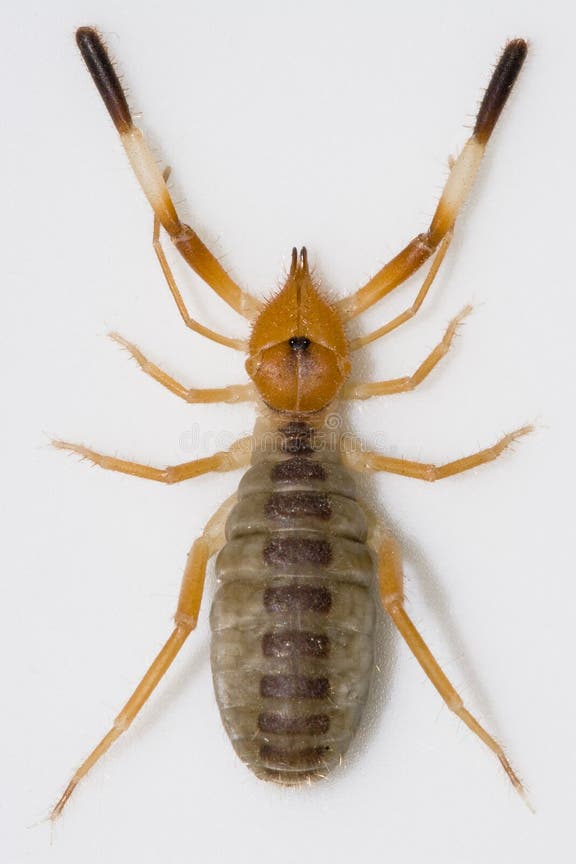 Solifugae Spider stock photo. Image of danger, eyes, closeup - 15547210