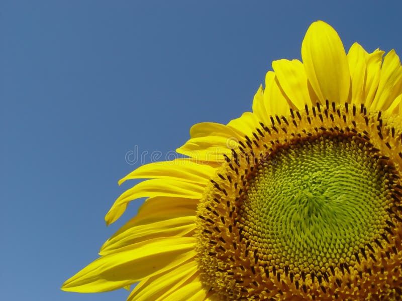 Soligt fotografering för bildbyråer. Bild av blad, kronblad - 10955