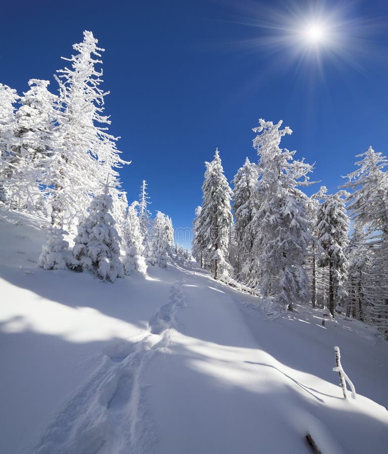 Soligt Vinterlandskap I Bergskog Arkivfoto - Bild av morgon, exponering ...