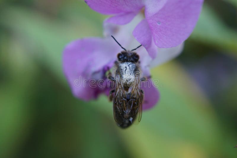 Solitaire Bij Op Purpere Bloem Stock Afbeelding - Image of dier, mini ...