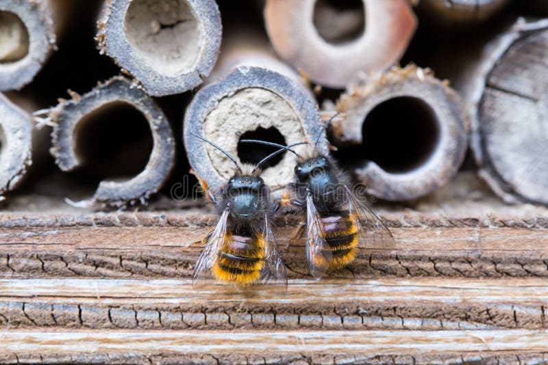 Solitaire bijen stock afbeelding. Image of milieu, houten - 68707879