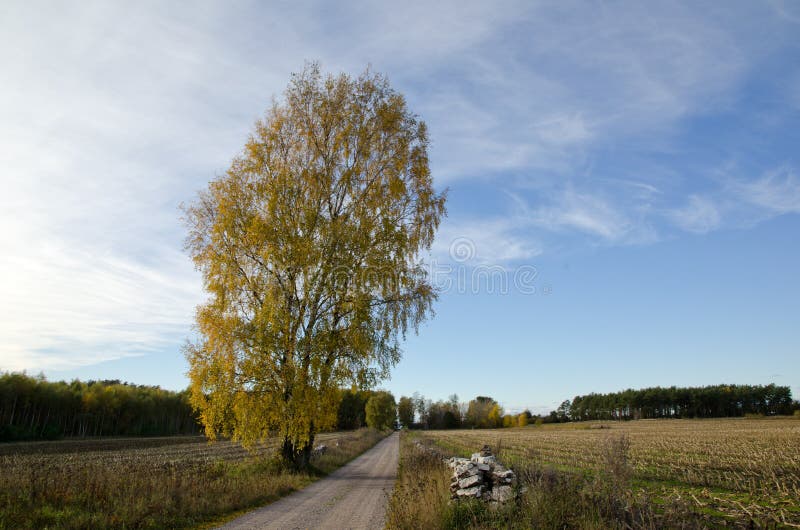 Solitaire oak tree stock photo. Image of foliage, horizon - 27734346