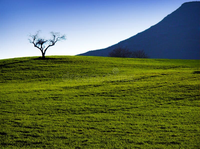 Solitaire eiken boom stock afbeelding. Image of eenzaam - 8604175