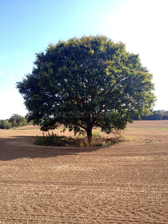 Solitaire Boom stock foto. Image of enkelvoudig, gebied - 44884830