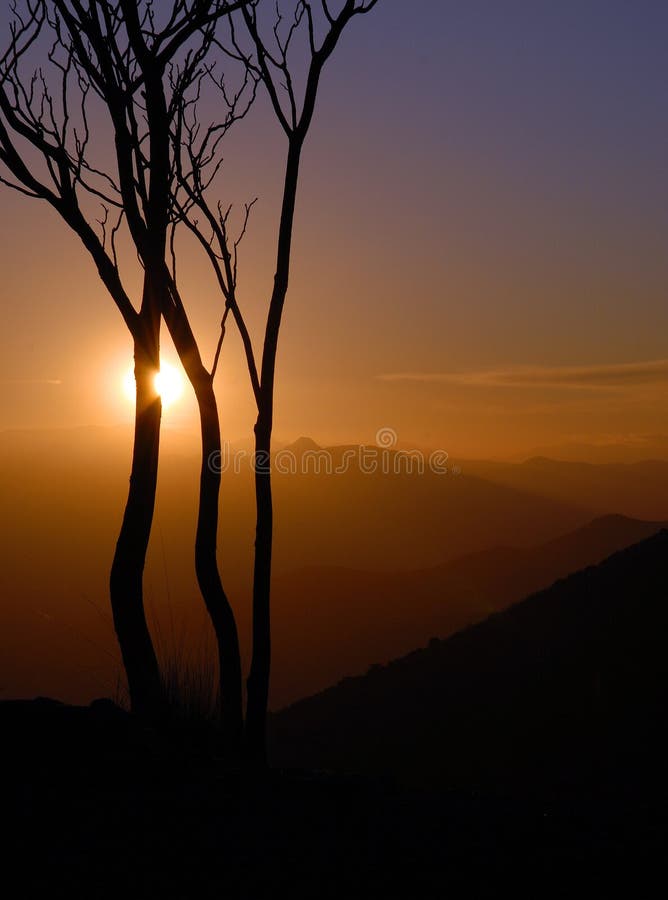 Solitaire Boom Bij Zonsondergang Stock Afbeelding - Image of zonsopgang ...