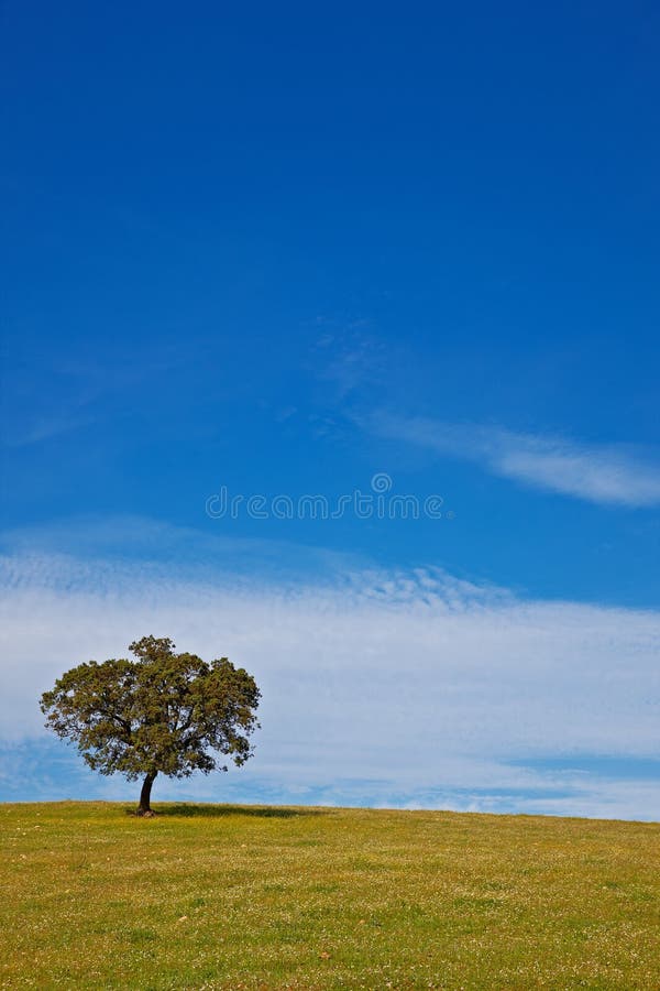 Solitaire Boom Op Blauwe Hemel Stock Foto - Image of gazon, bewolkt ...