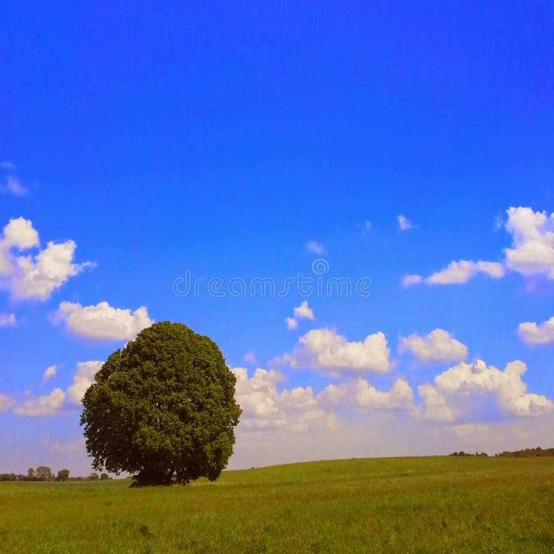Solitaire Boom Op De Zomergebied Stock Foto - Image of enkelvoudig ...