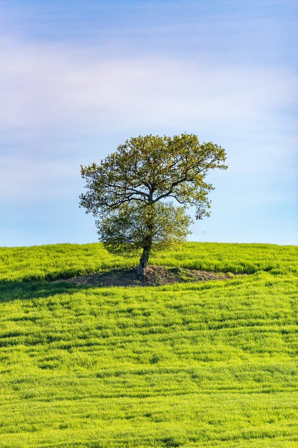 Solitaire boom stock afbeelding. Image of boom, zomer - 32563805