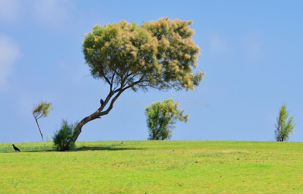 Solitaire boom op het gras stock foto. Image of installatie - 77136826