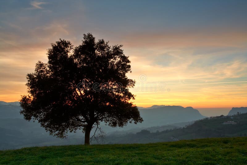 Solitaire Boom Op Blauwe Hemel Stock Foto - Image of gazon, bewolkt ...