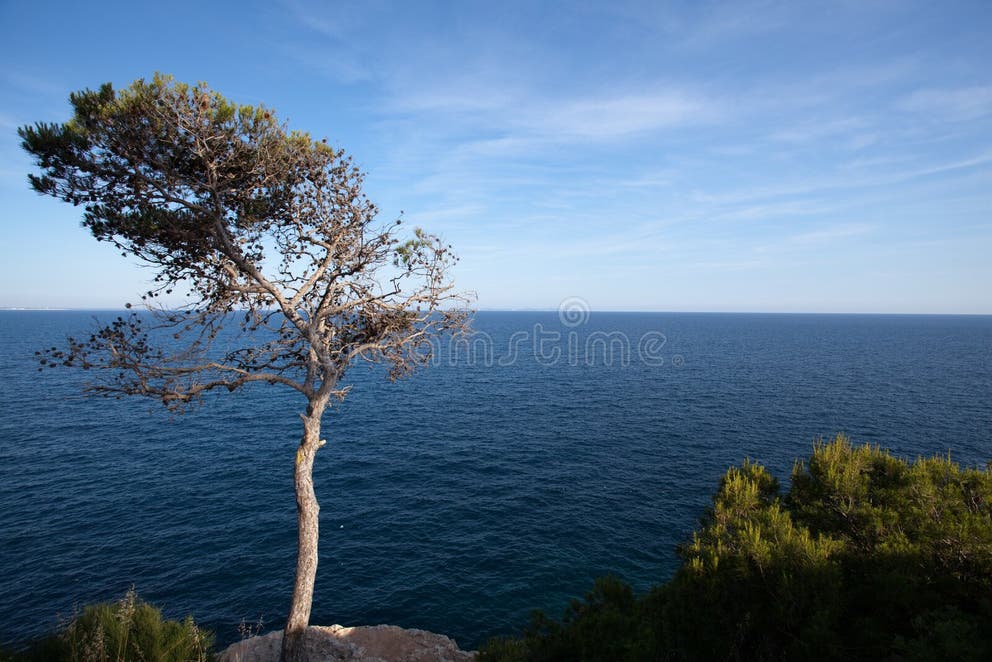 Solitaire boom op kustlijn stock afbeelding. Image of kustlijn - 14997955
