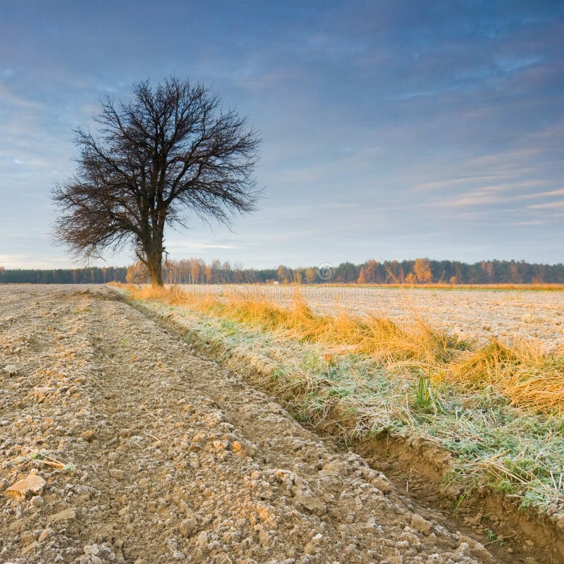 Solitaire Boom in Zonsopgang Stock Foto - Image of één, najaar: 32415782