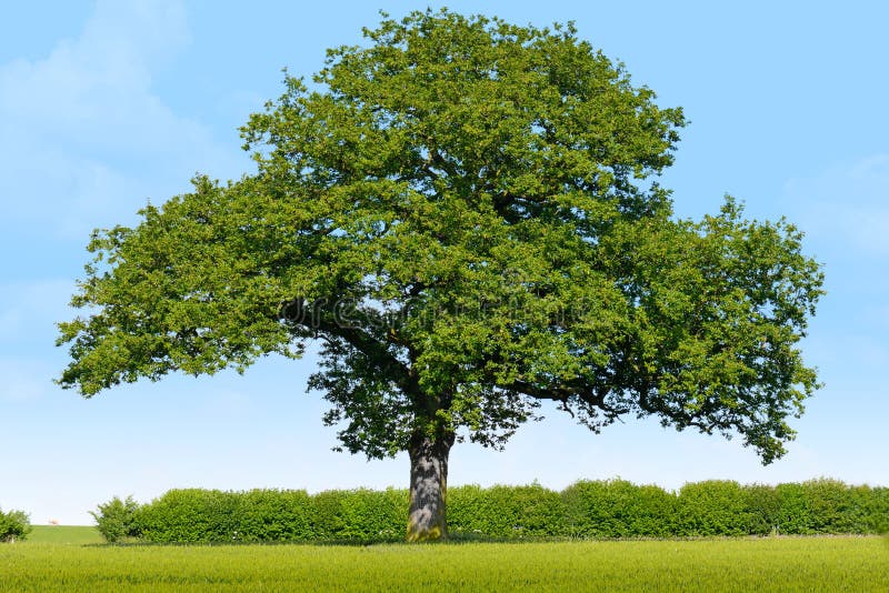 Solitaire Oude Eik Met Ontzagwekkende Zonnestralen Stock Afbeelding ...