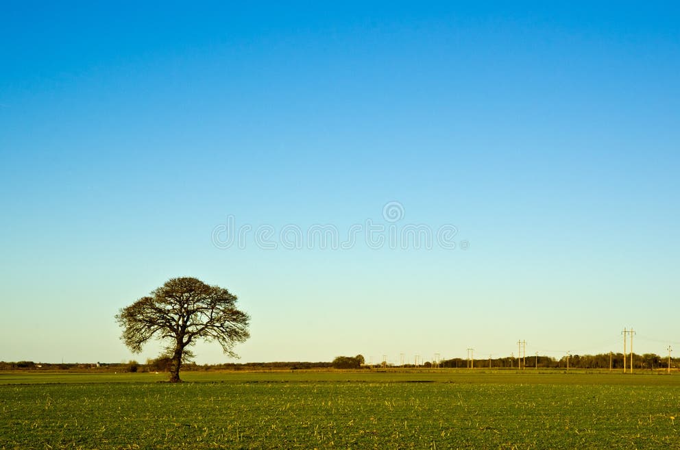 Solitaire oak tree stock photo. Image of foliage, horizon - 27734346