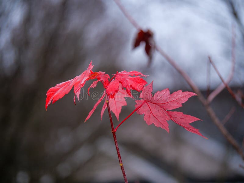 Solitaire Red Autumn Leaf on a Cold, Misty Day. Stock Image - Image of ...