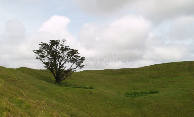 Solitaire tree stock photo. Image of grass, nature, trunk - 11978066