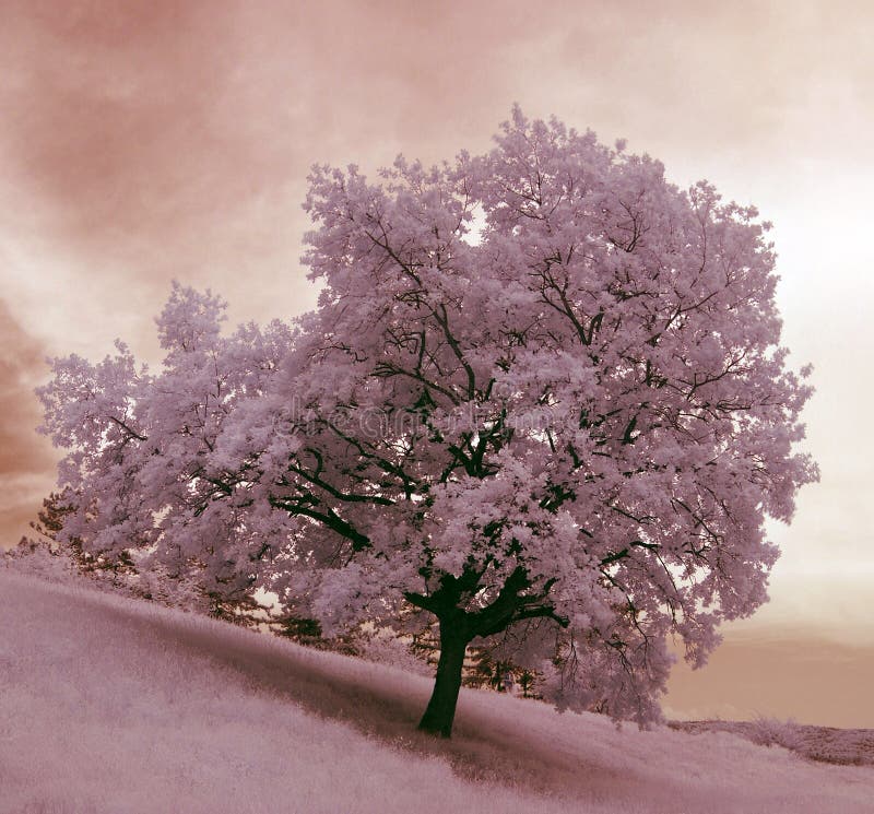 Solitaire tree stock photo. Image of color, preserves - 2598708