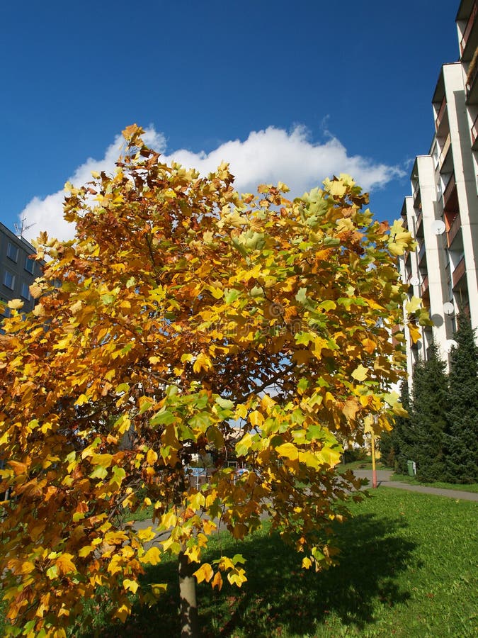 Solitaire tree stock photo. Image of trunk, landscape - 7339440