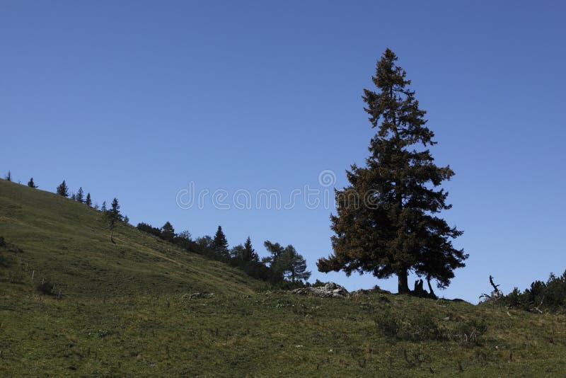 Solitaire tree in Alps stock photo. Image of tree, austria - 15739418