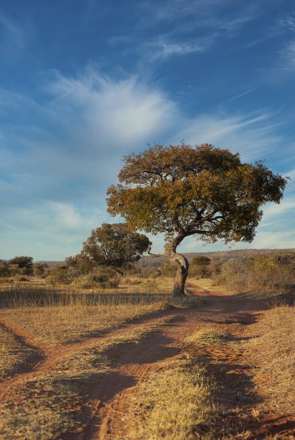 Solitaire tree stock image. Image of america, generic - 233152197