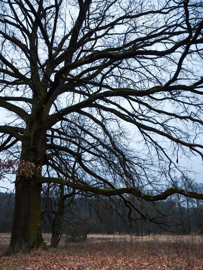 Solitaire tree stock photo. Image of foliage, countryside - 39135846