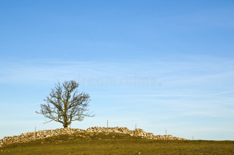 Solitaire oak tree stock photo. Image of foliage, horizon - 27734346