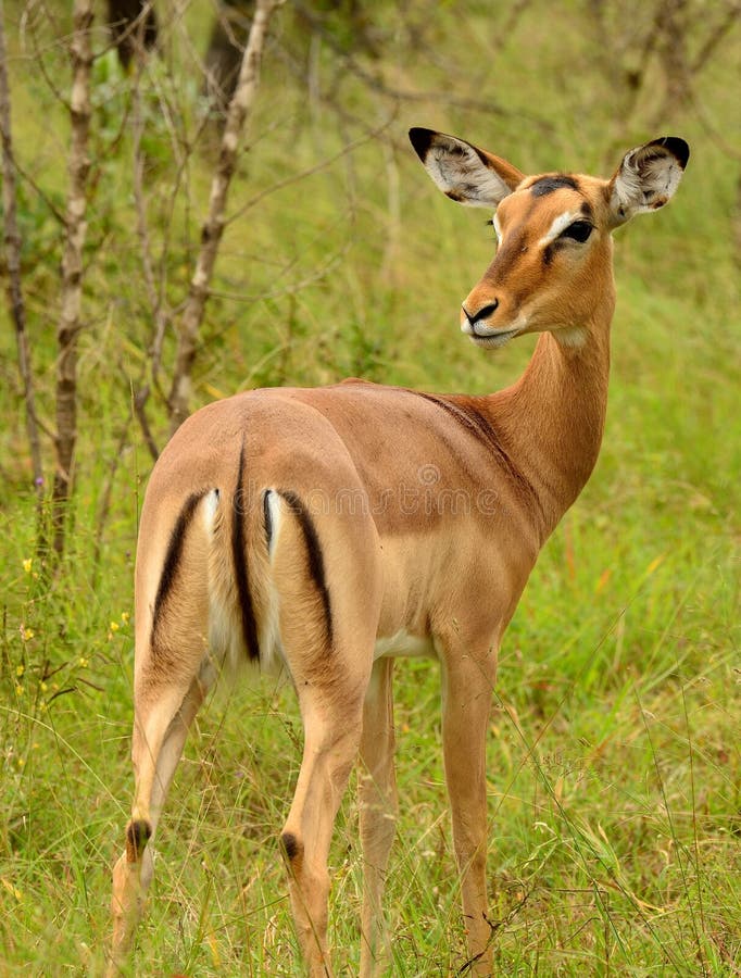 De Antilope Van De Impala - Serengeti, Tanzania, Afrika Stock ...