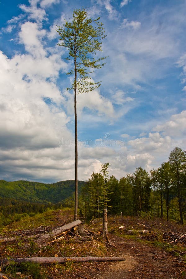 Solitary stock image. Image of environment, natural, grass - 26563407