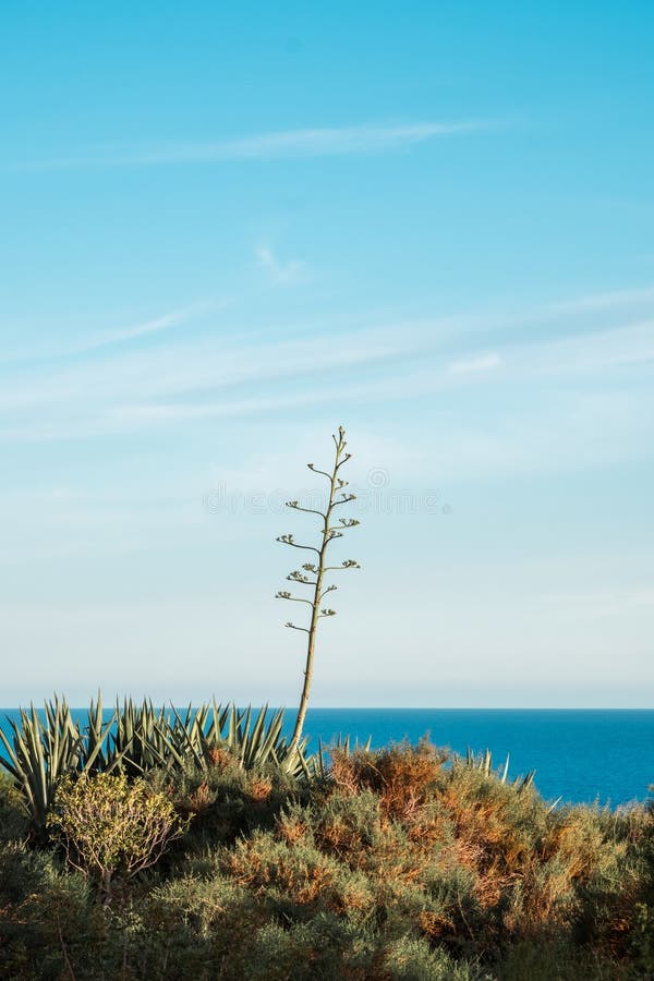 Solitary Agave Overlooking Ocean Under Clear Blue Sky Stock Image ...
