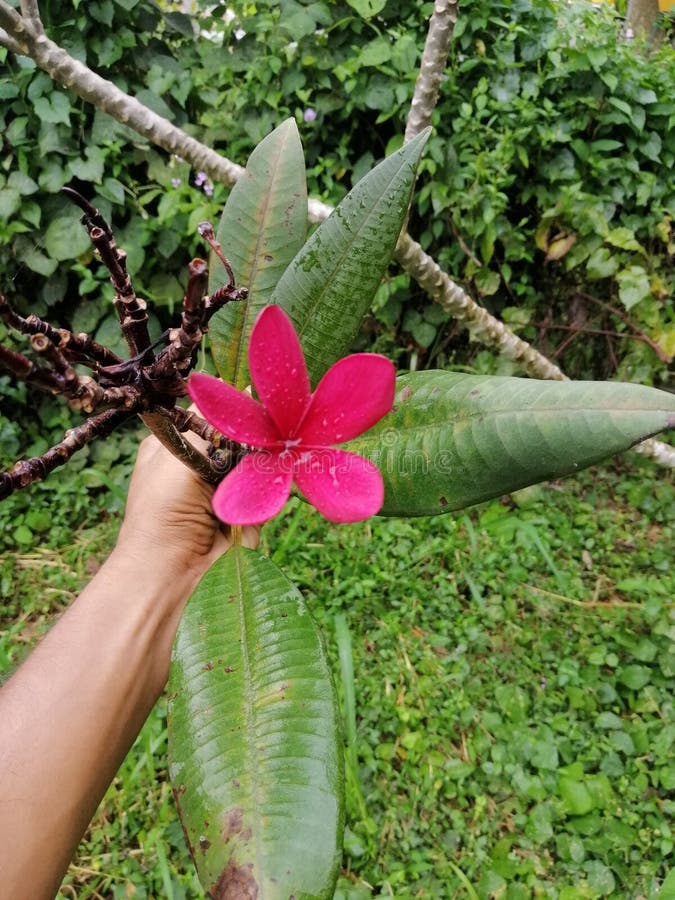 A solitary Araliya flower stock photo. Image of shrub - 248480050