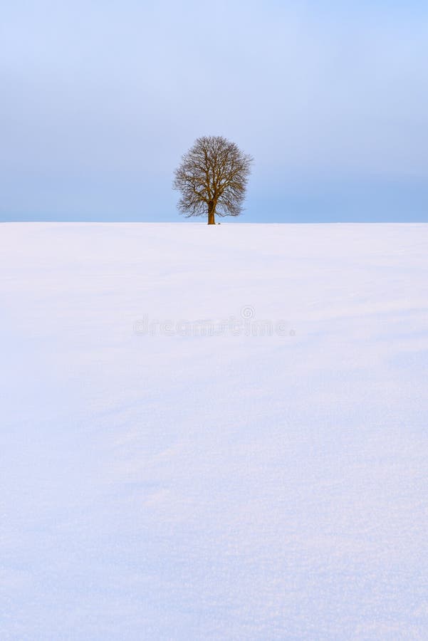 Solitary Bare Tree in Snow Covered Field Stock Photo - Image of season ...