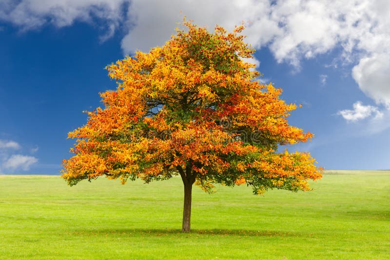 Solitary Beauty Autumnal Tree Stock Photo - Image of foliage, fall ...