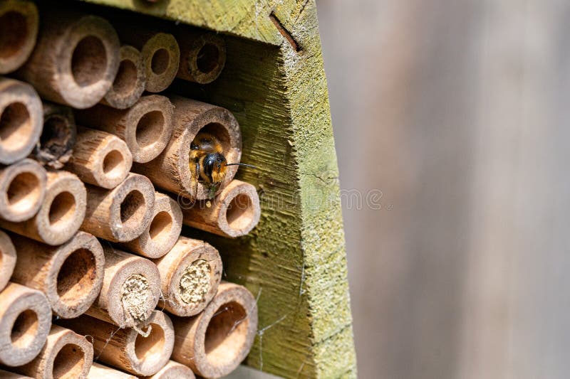 Solitary Bees Nesting in a Wooden Bee Hotel Stock Photo - Image of ...