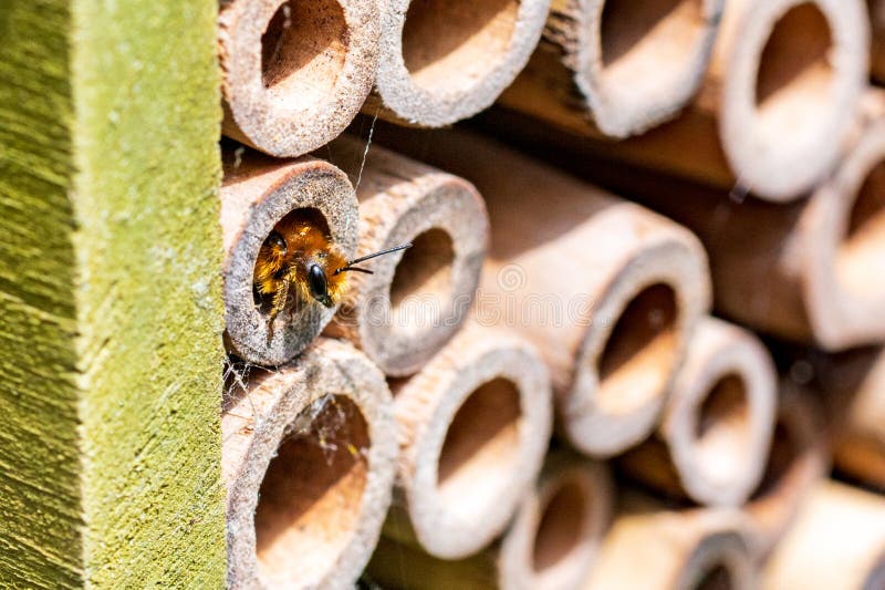 Solitary Bees Nesting in a Wooden Bee Hotel Stock Photo - Image of honeybee, andrena: 385218330