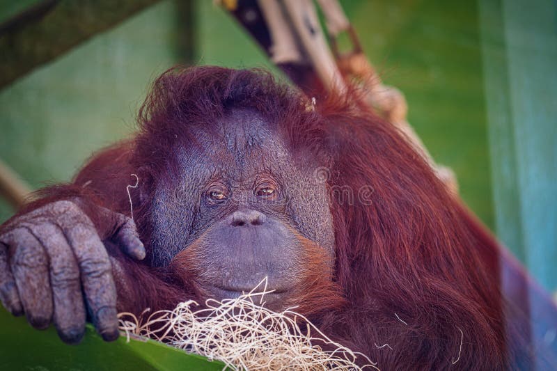 Solitary Big Monkey Resting in the Grass. Stock Photo - Image of jungle ...