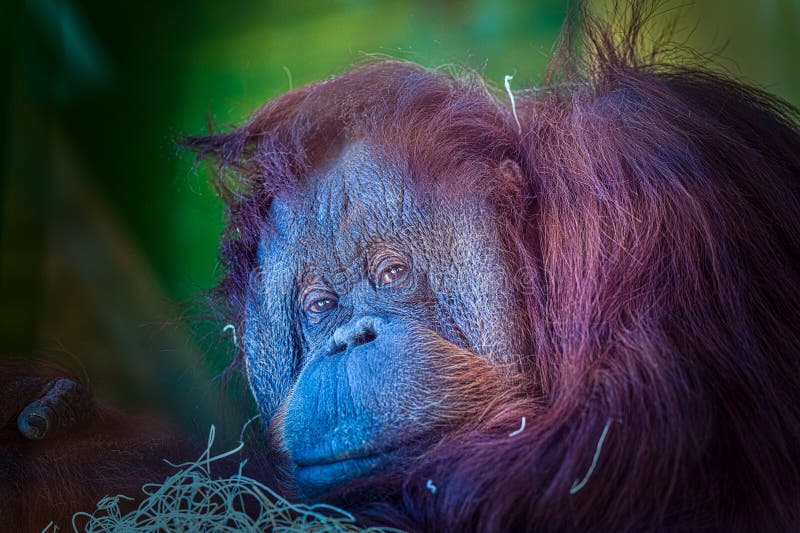 Solitary Big Monkey Resting in the Grass. Stock Photo - Image of ...