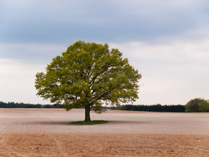 Solitary Big Oak Tree in the Middle of Field Stock Photo - Image of ...