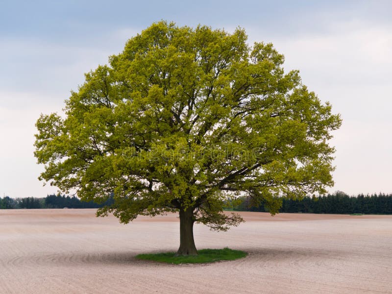 Solitary Big Oak Tree in the Middle of Field Stock Image - Image of ...