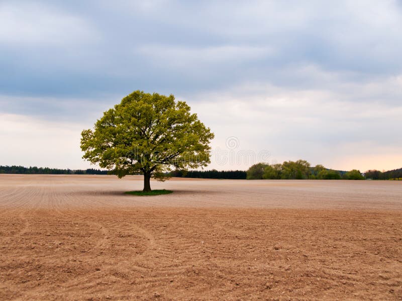 Lone Tree In The Middle Of Green Field. Stock Image - Image of ...