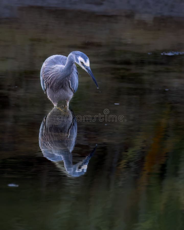 Reflection of the Bird is Drinking Out of the Water Stock Image - Image ...