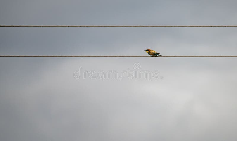 Solitary Bird on Electrical Wire Against Cloudy Sky. Stock Image ...