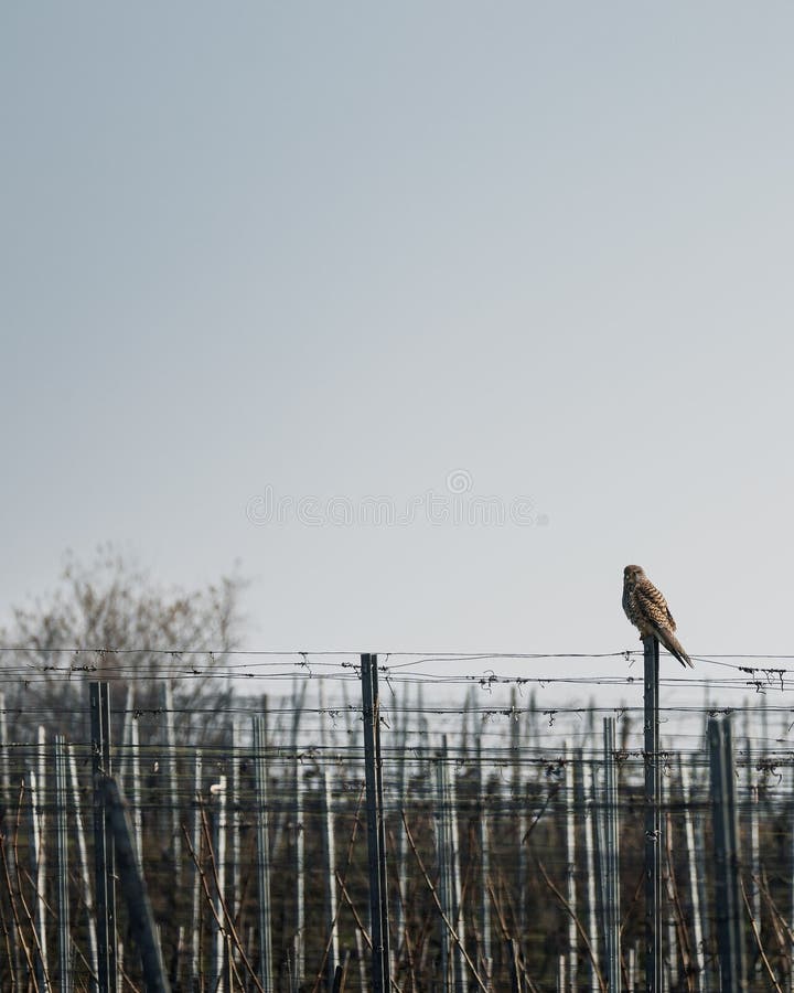 Solitary Bird on Vineyard Post Stock Photo - Image of field ...